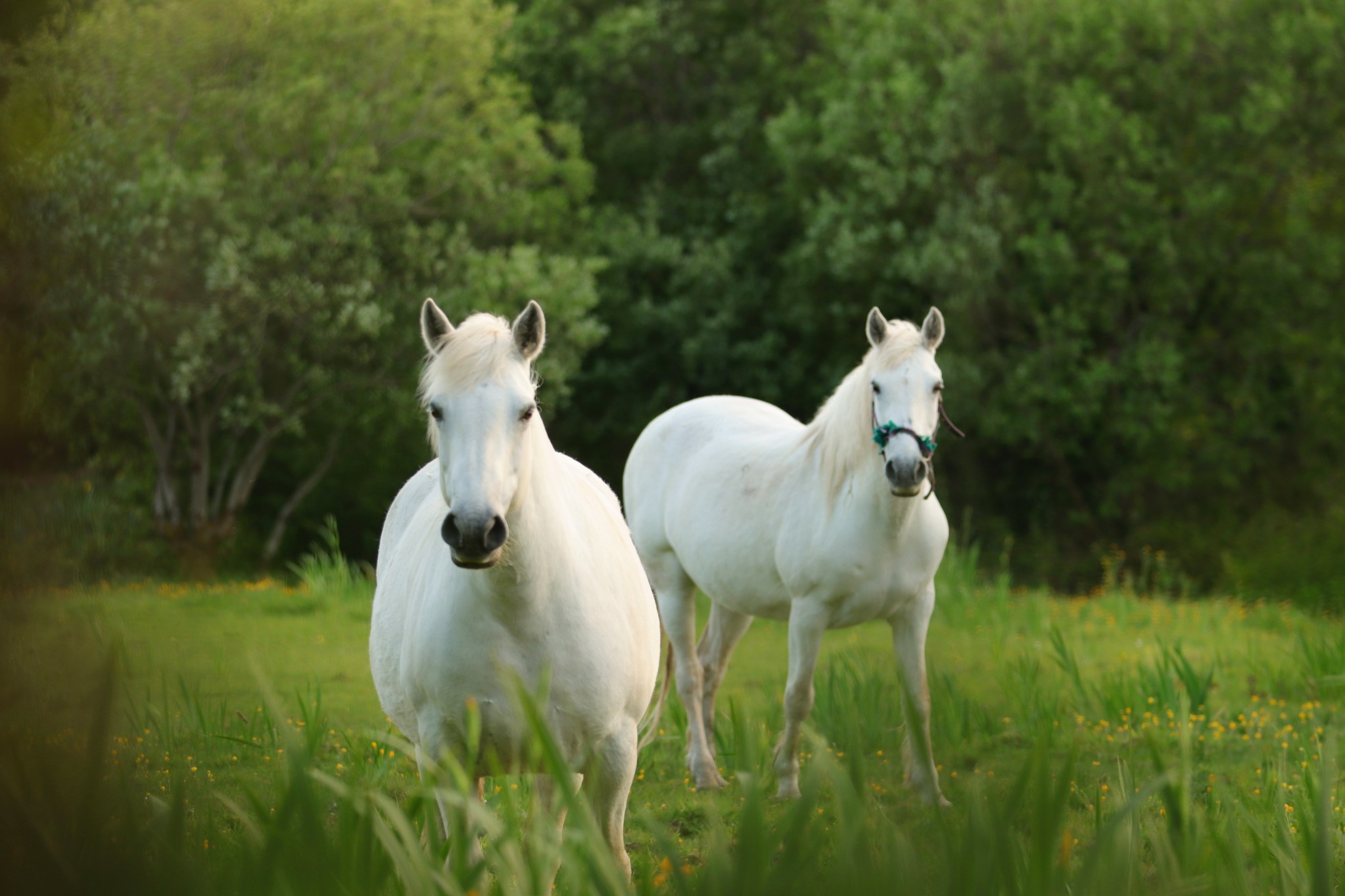 Sligo Travel Guide: 8 best things to do in Mullaghmore Village – OUR ...