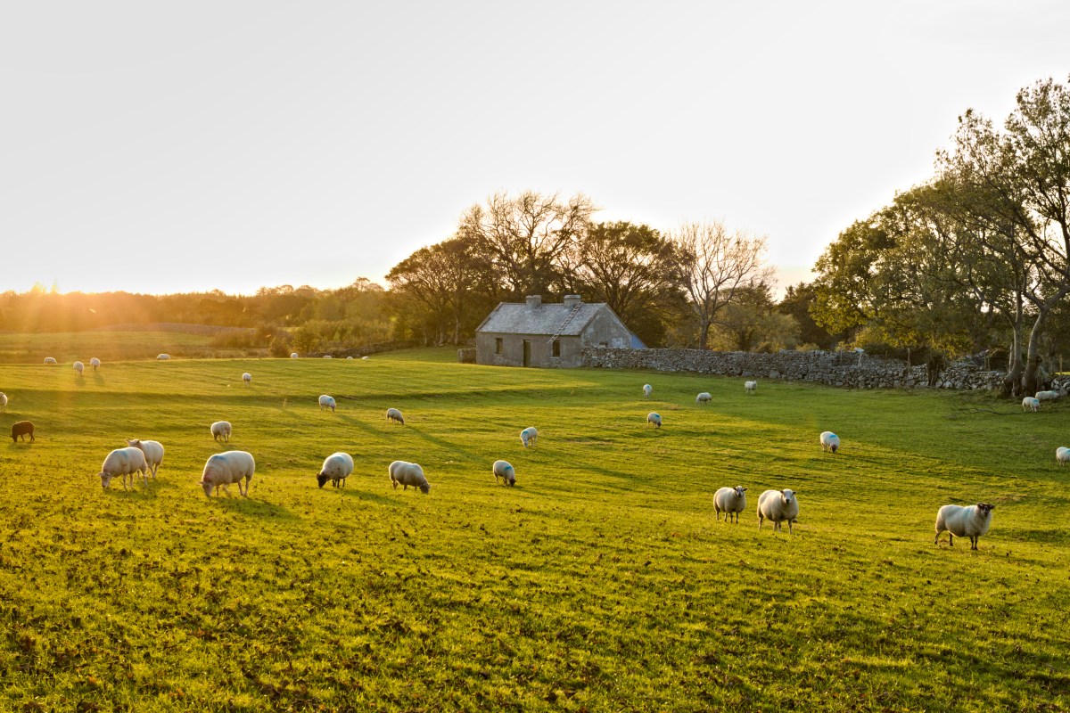 West Coast Living: 6 Incredibly Useful Tips For Moving to Countryside ...