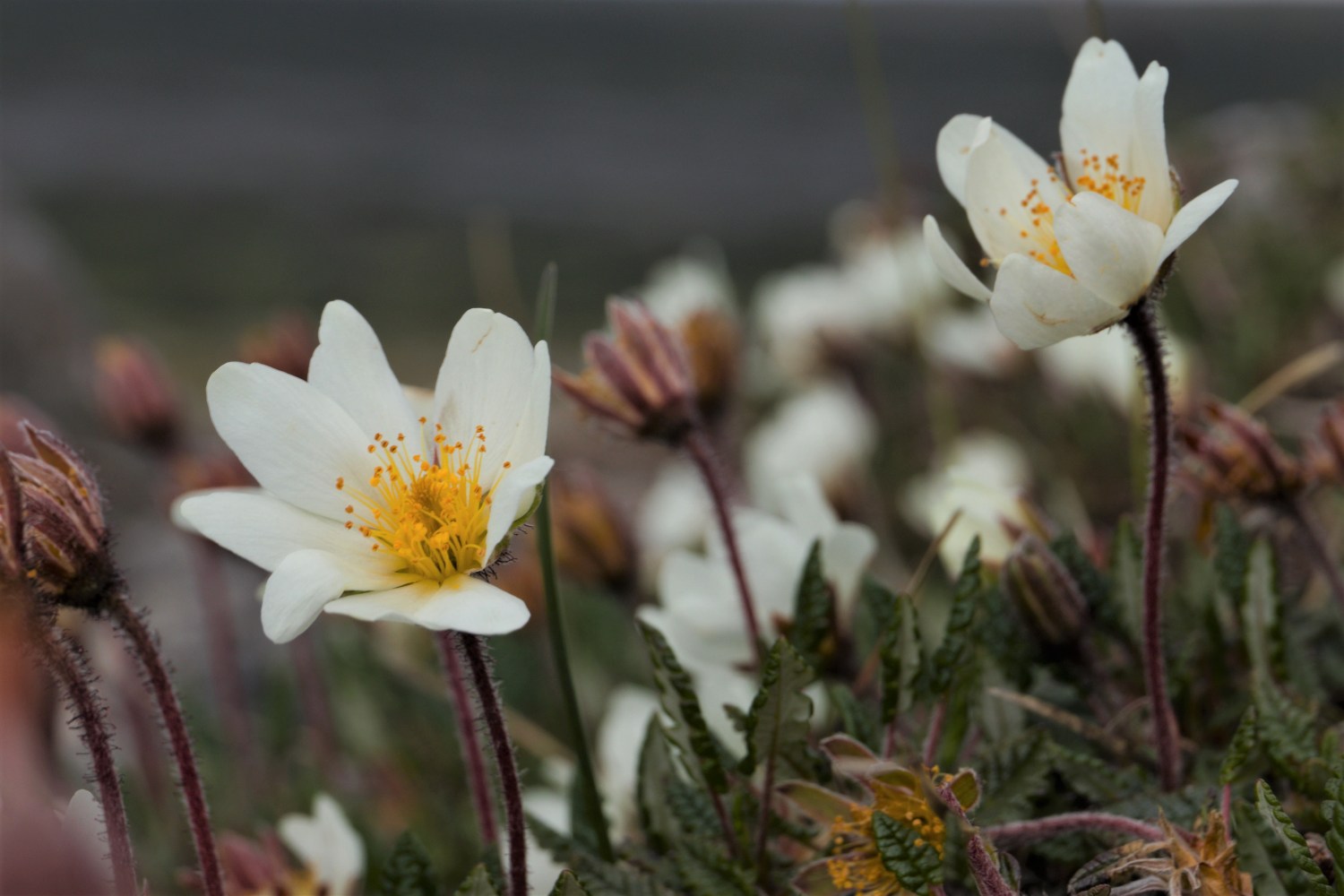 Your Guide to Exploring Burren National Park in County Clare, Ireland ...