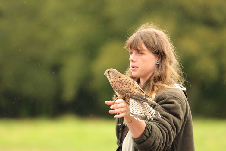 A Short Guide To Visiting the Wonderful Eagles Flying In Sligo, Ireland ...